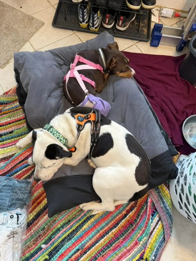 Stray Dog Exhausted From Life On The Streets Finally Feels Safe In A ...