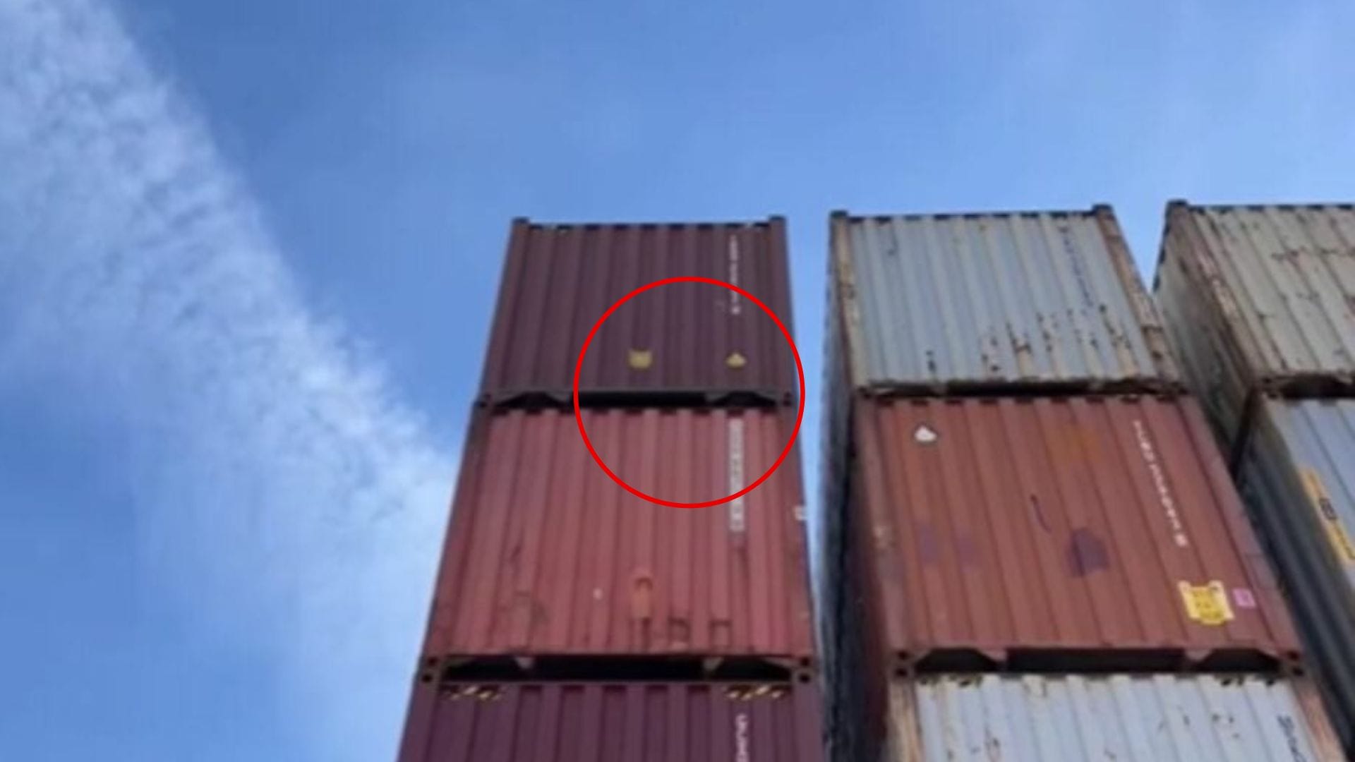 Texas Coast Guard Hears Barking From A Shipping Container And Saves A ...