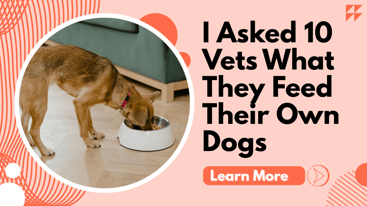 I Asked 10 Vets What They Feed Their Own Dogs: The Answer Shocked Me